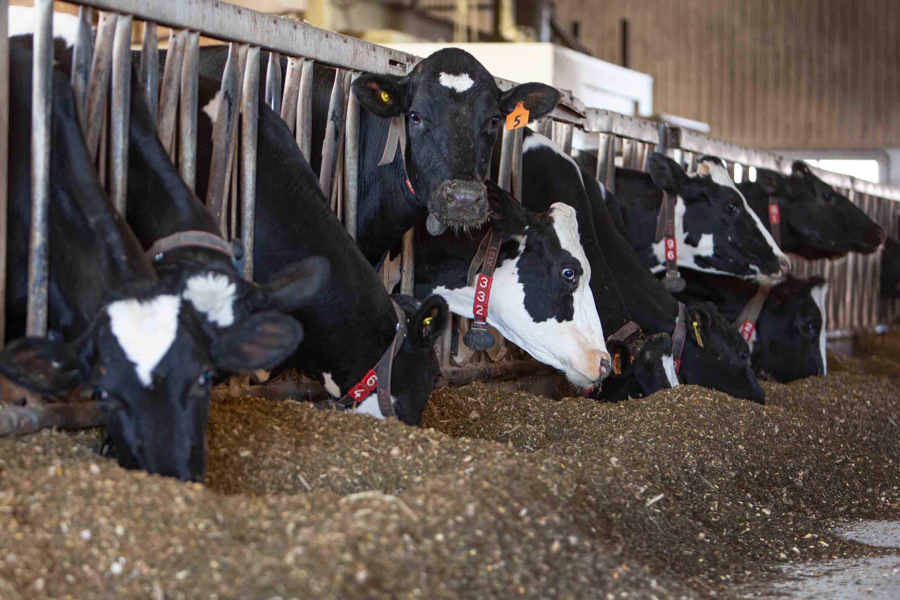 Boosting Butterfat Production With Dairy Cow Diets - Liquid Feeds Inc