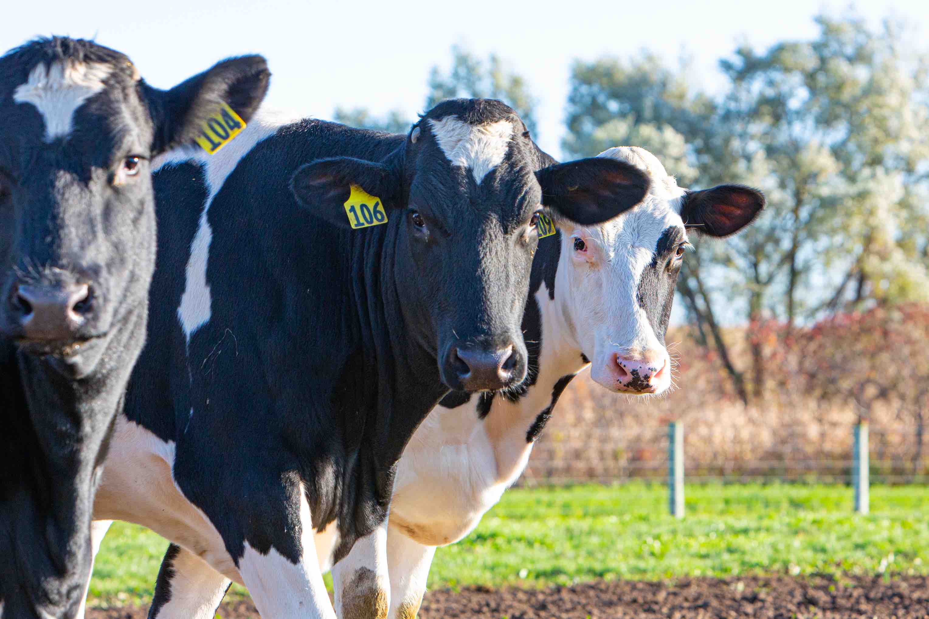 Forage - Liquid Feeds Inc